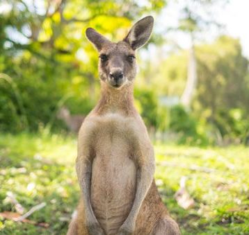 Animals - Omersa and Co